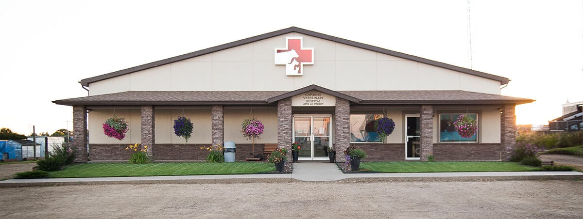 Camrose Alberta Veterinarian | Camrose Veterinary Hospital